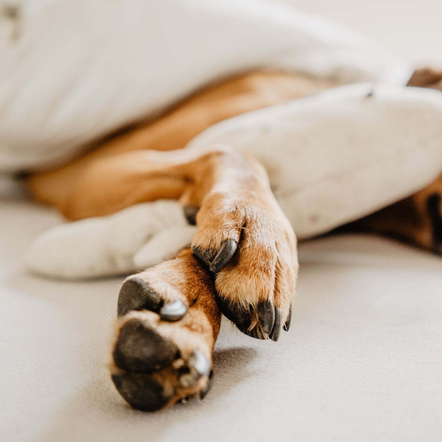 Pet Cleaning Fee Austin Short Term And Vacation Rental Management Pet Cleaning Fee Austin Short Term And Vacation Rental Management
